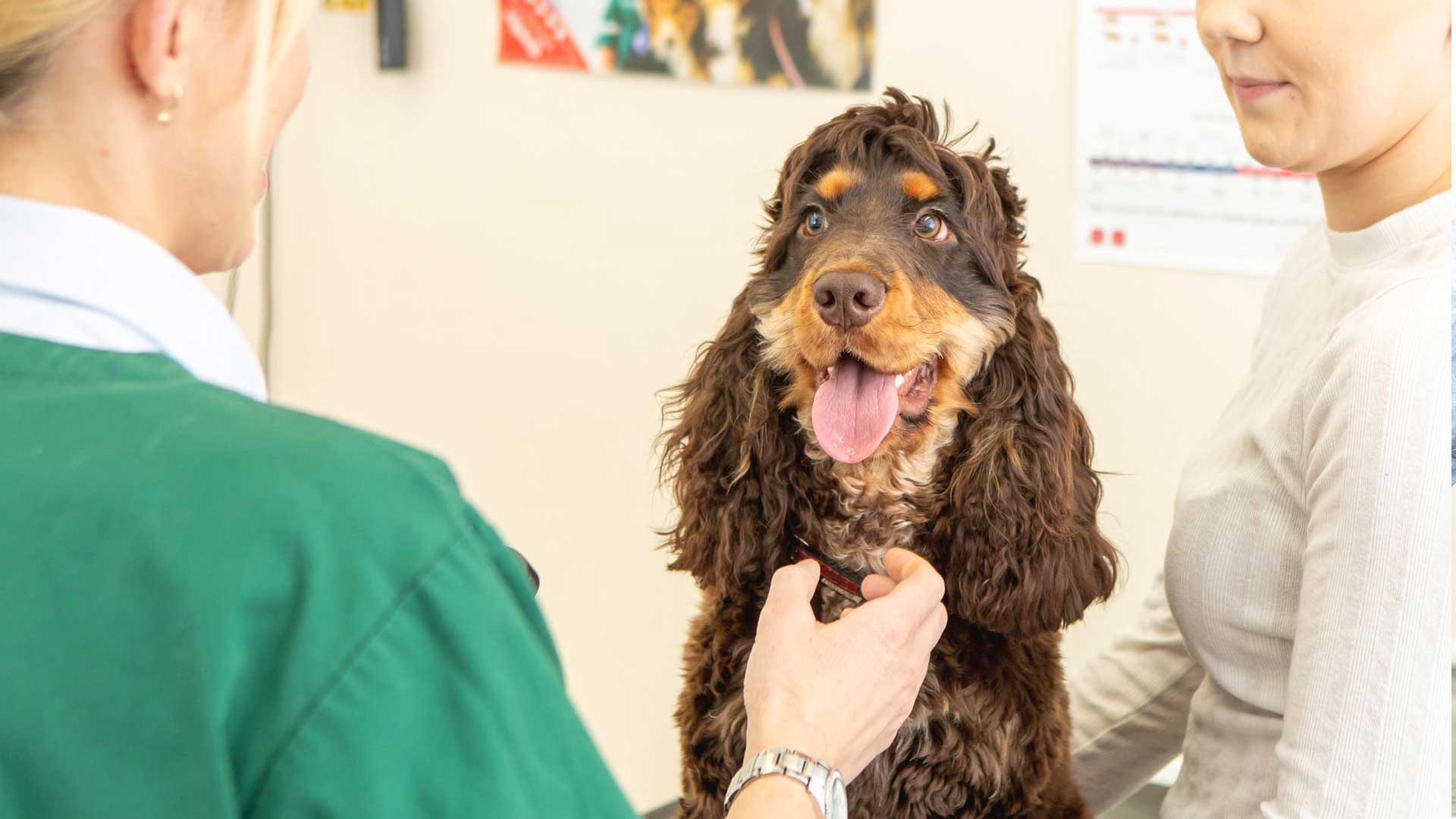 Services vétérinaires | Vétérinaires locaux à Bresles - Clinique ...