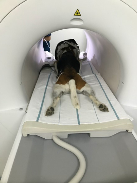 Imagerie médicale | Vétérinaire à Meaux - CHV des Cordeliers