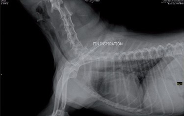 Collapsus trachéal | Centre Hospitalier Vétérinaire à Meaux