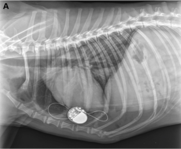 Case report feasibility of thoracoscopic epicardial pacing in two dogs ...
