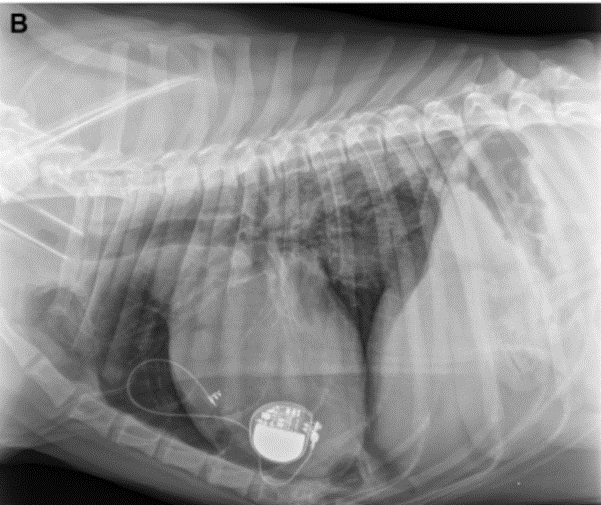 Case report feasibility of thoracoscopic epicardial pacing in two dogs ...