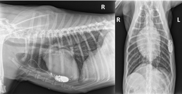 Case report feasibility of thoracoscopic epicardial pacing in two dogs ...