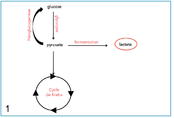 Dosage de la lactatémie | CHV Cordeliers