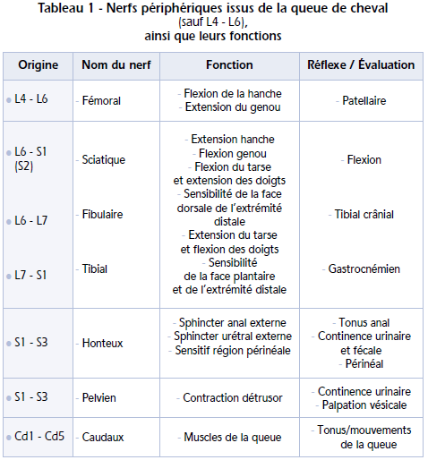 Syndrome de la queue de cheval | CHV Cordeliers