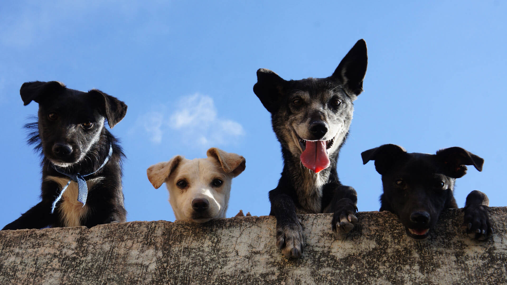 Animaux trouvés/perdus - Clinique CVet